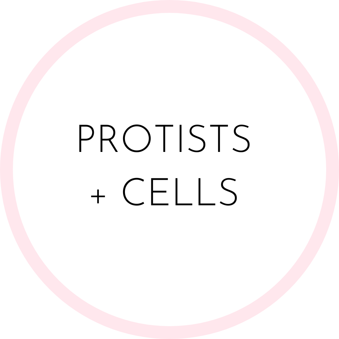 Protists + Cells – Science with Mrs. Barton